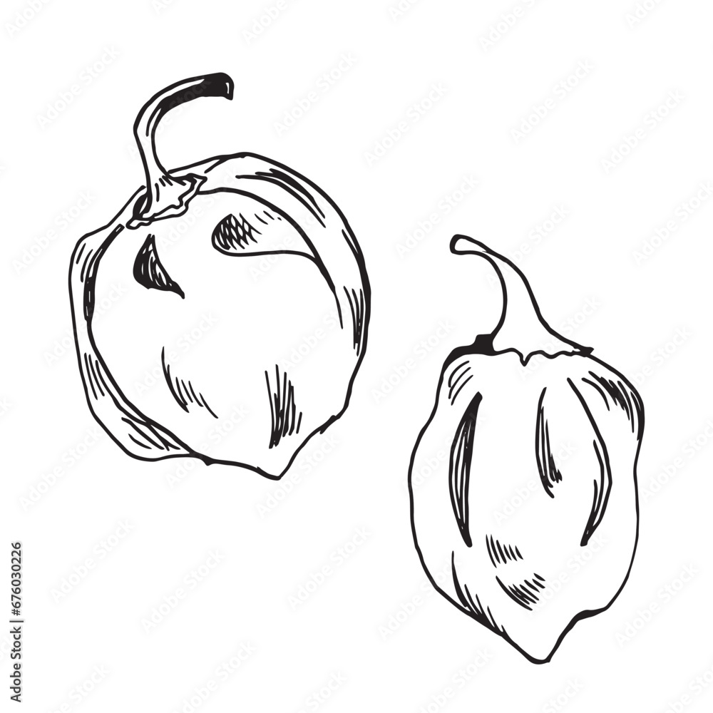 Habanero red pepper vector illustration isolated on white background ...