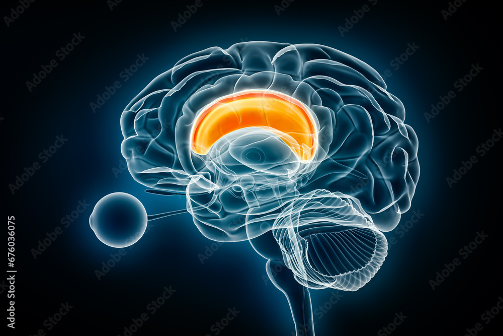 Corpus callosum x-ray view 3D rendering illustration. Human brain and ...