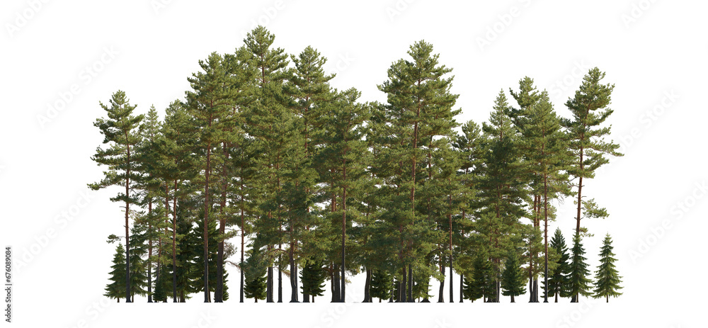 Frontal view Forest Pinus sylvestris Scotch pine big tall tree and ...