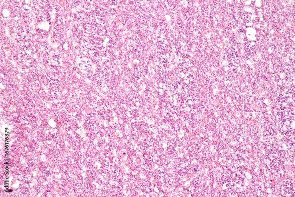 Human nervous system under the microscope in Lab. Stock Photo | Adobe Stock