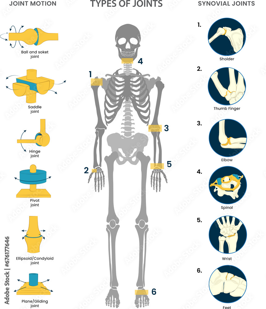 Types of joints in the human body include ball-and-socket, hinge, pivot ... Types of joints in the human body include ball-and-socket, hinge, pivot ...