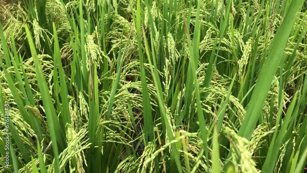 Rice blast caused by fungus and bacteria that plagues rice crops ...