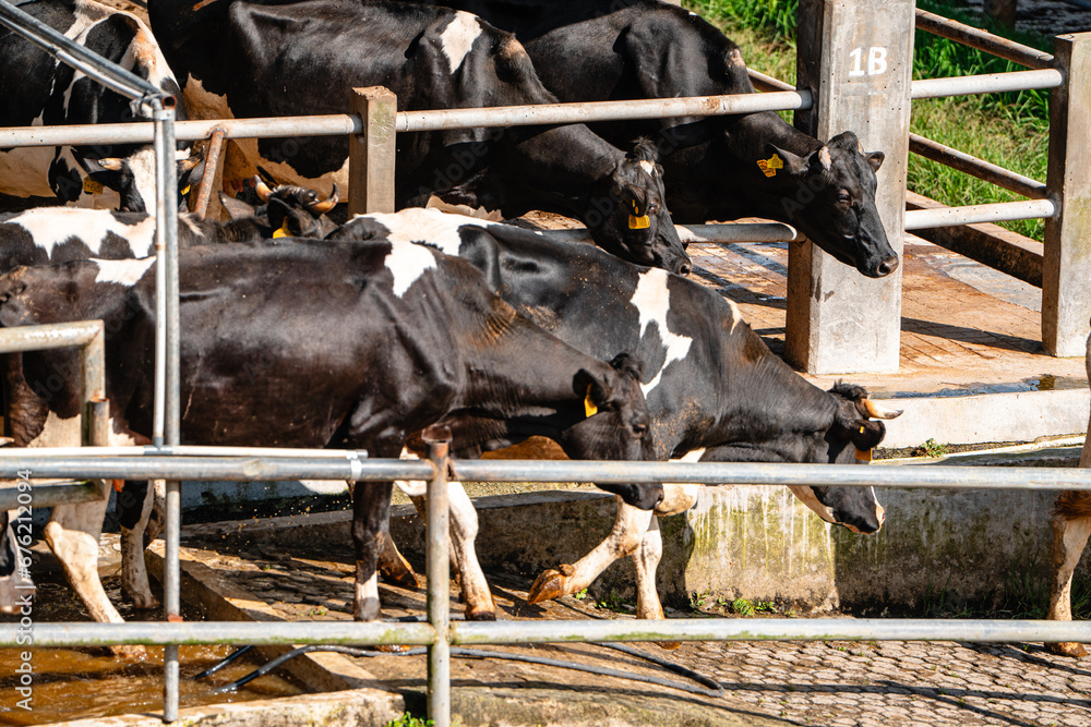 dairy cows are in the process of taking milk. agriculture industry ...
