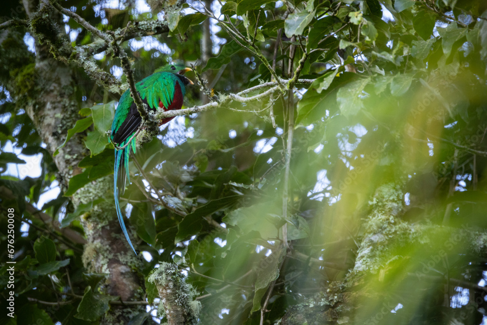 The resplendent quetzal in the beautiful nature habitat. Amazing bird ...