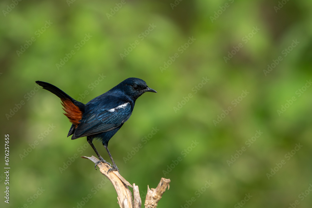 The Indian robin is a species of passerine bird in the family ...
