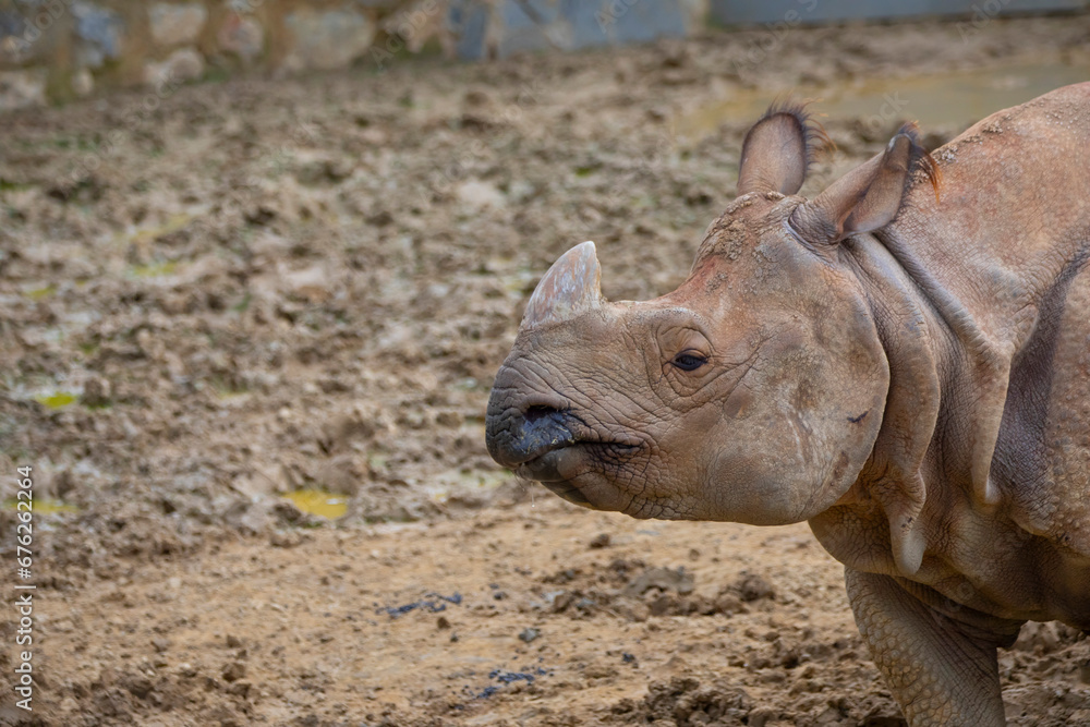 The Indian rhino is the largest rhino species living in Asia. The ...