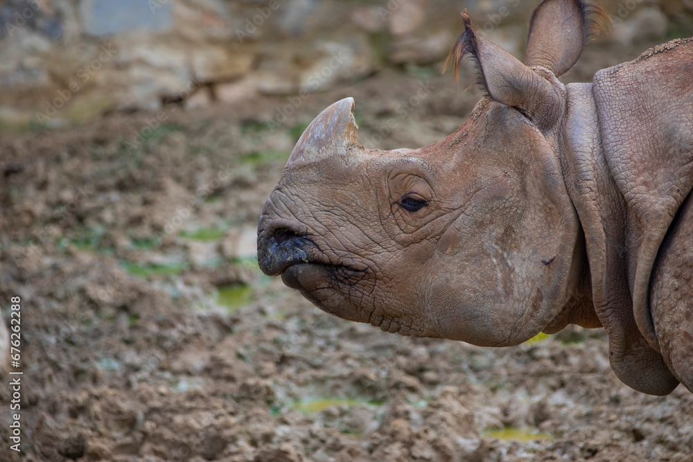 The Indian rhino is the largest rhino species living in Asia. The ...