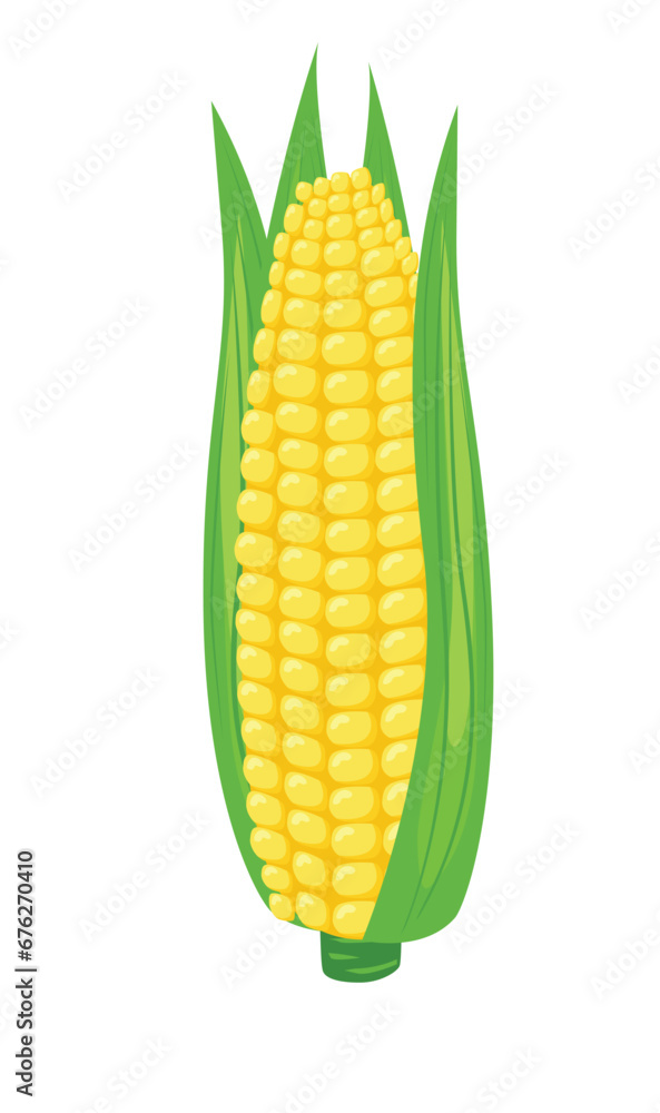 Corn vector. Corn on the cob. Corn cob cartoon. Organic food ...