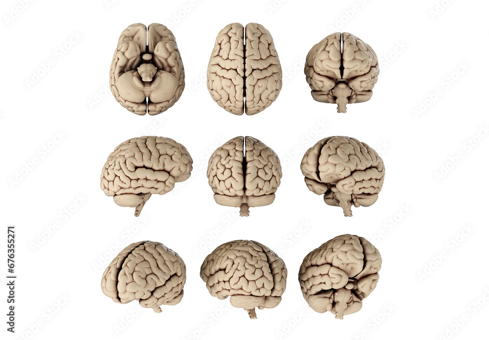 3D illustration of human brain in different angles isolated on ...