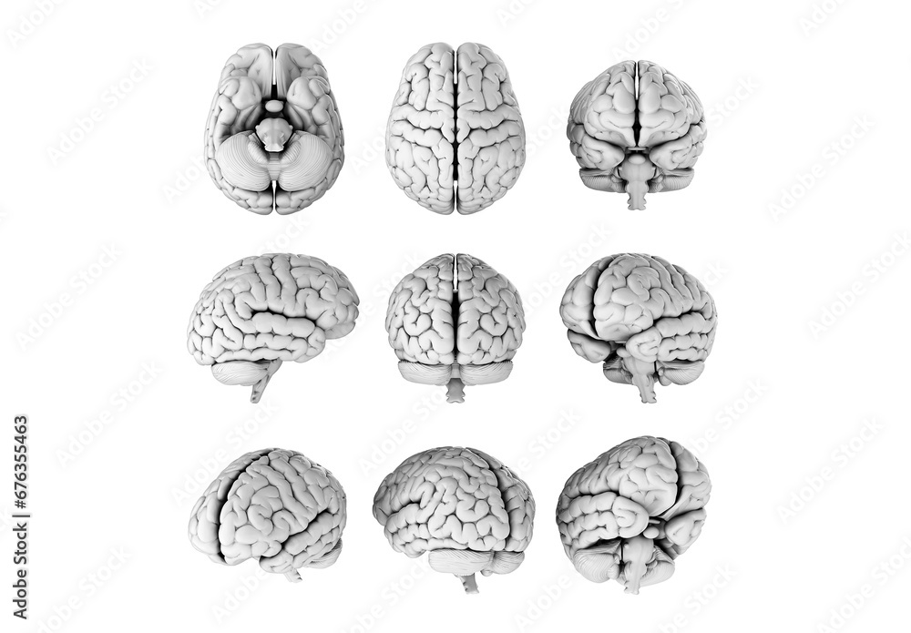 3D illustration of human brain in different angles isolated on ...