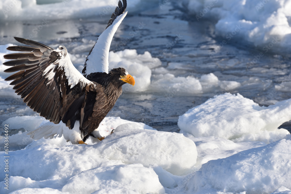 Bird watching with floating ices in winter Stock Photo | Adobe Stock
