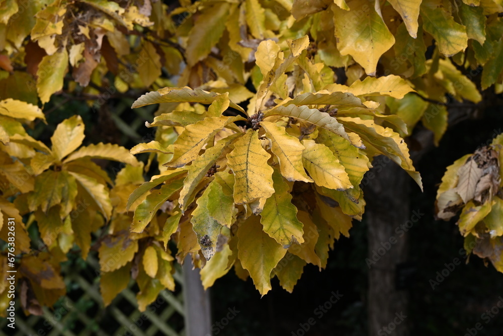 Quercus aliena 'Lutea' ( Golden daimyo oak ) yellow leaves. Fagaceae ...