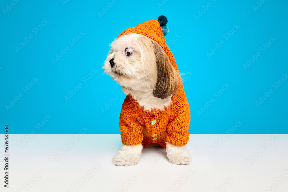 Funny, adorable purebred dog, Shih Tzu in dog's clothes sitting with ...
