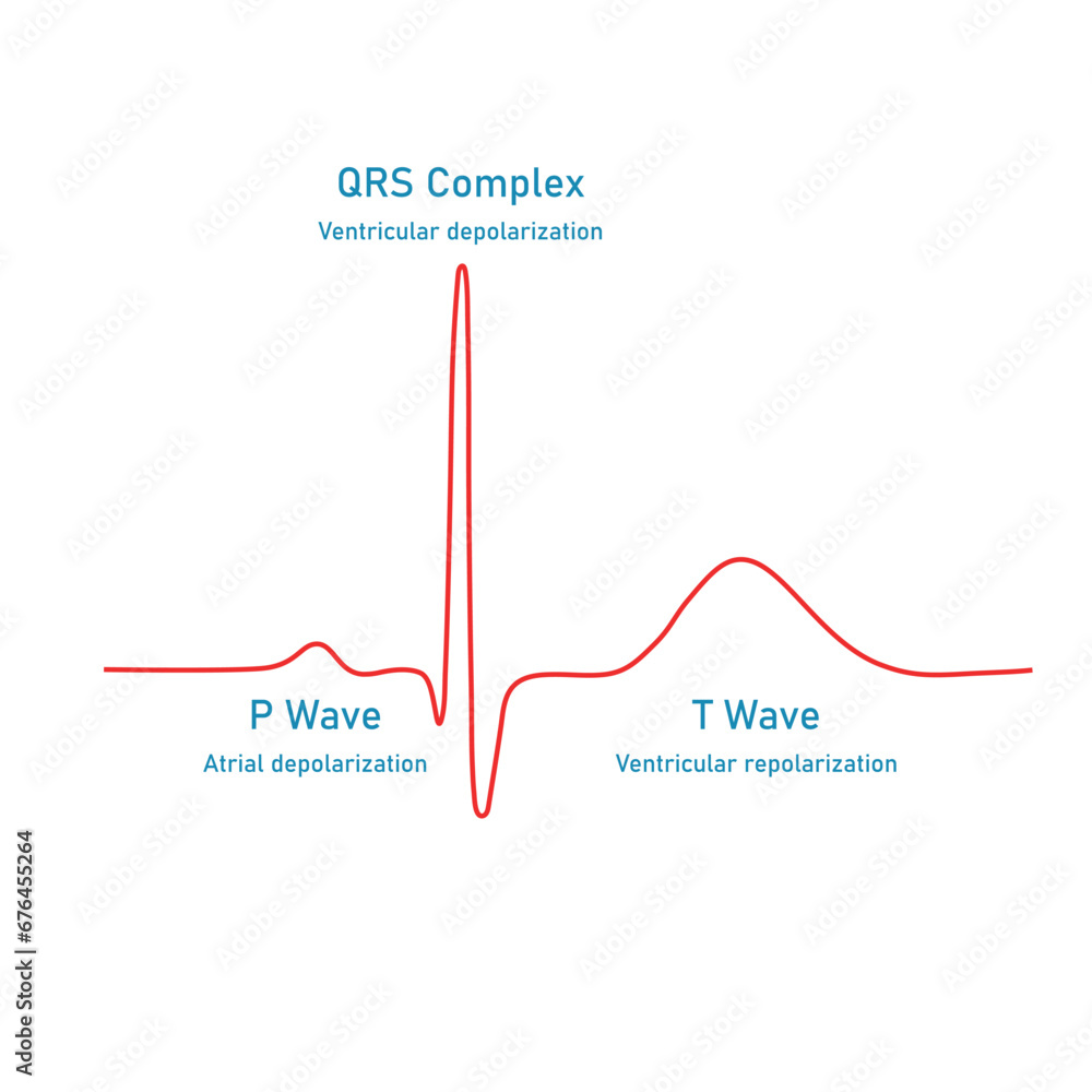 Ventricular repolarization, T wave. The QT interval of ECG. The cardiac ...
