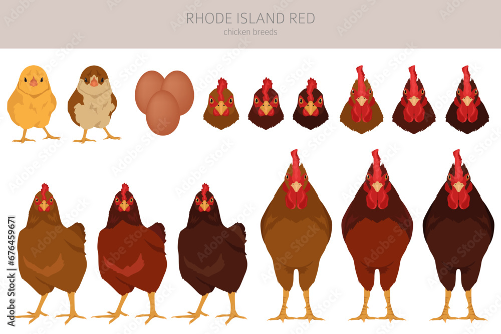 Rhode Island Red Chicken breeds clipart. Poultry and farm animals ...