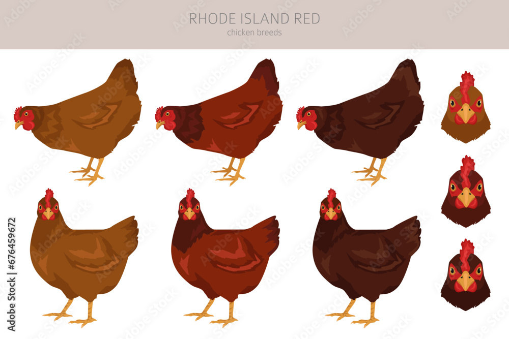 Rhode Island Red Chicken breeds clipart. Poultry and farm animals ...