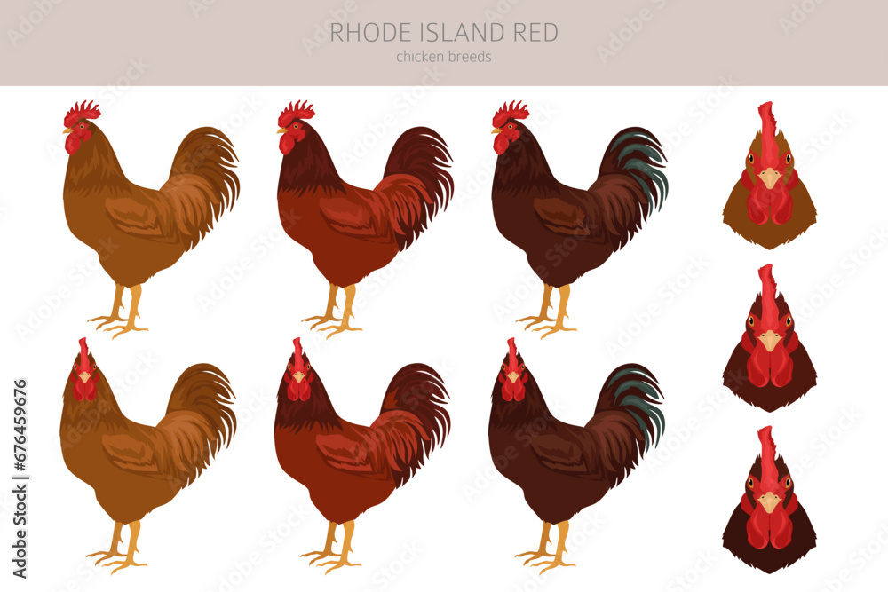 Rhode Island Red Chicken breeds clipart. Poultry and farm animals ...