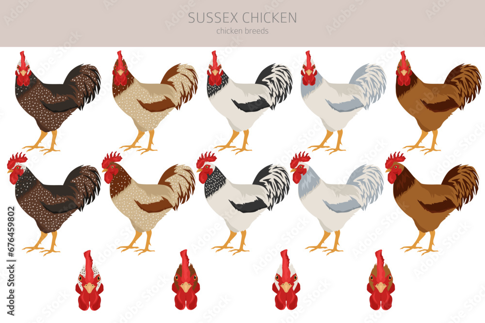 Sussex Chicken breeds clipart. Poultry and farm animals. Different ...