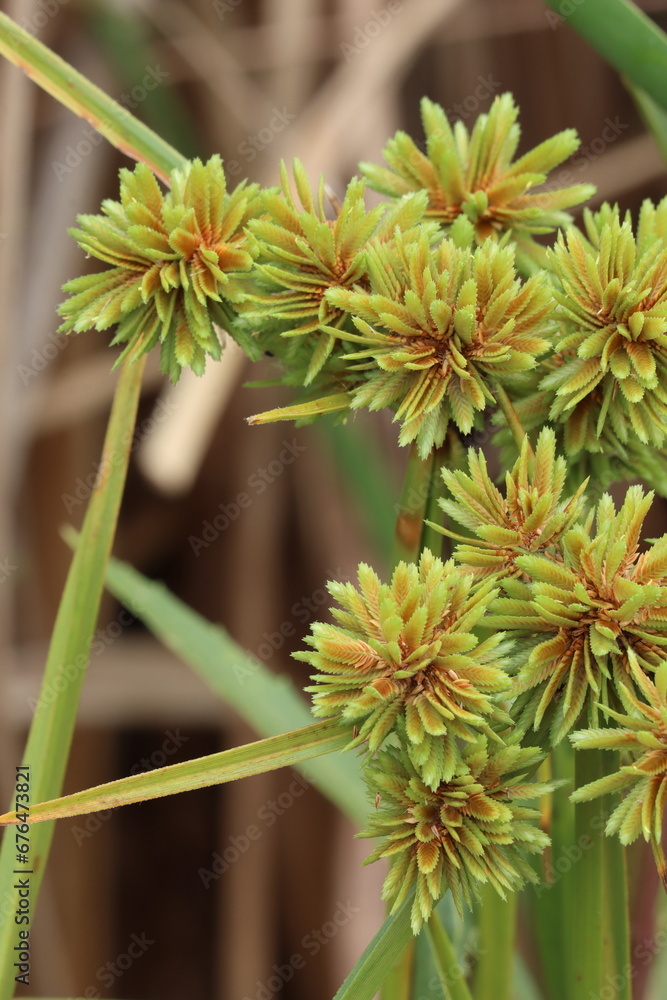 Tall Flatsedge, Cyperus Eragrostis, a native perennial monoclinous herb ...