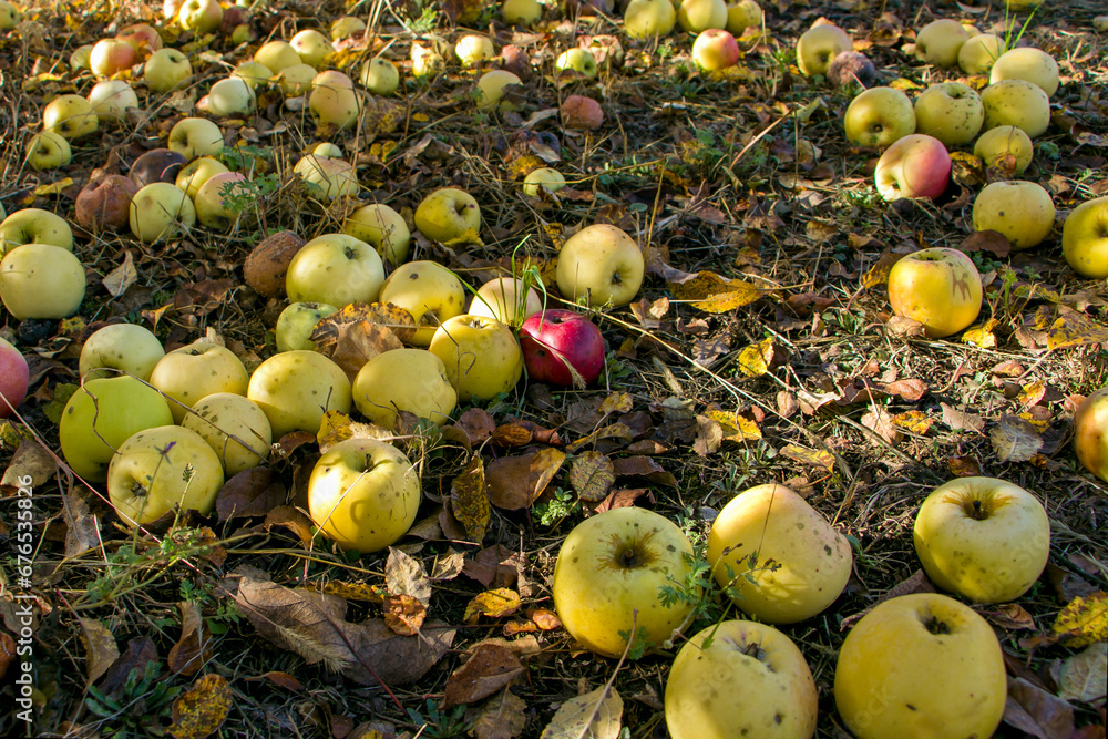 Apples fell from the tree. There are a lot of apples under the apple ...