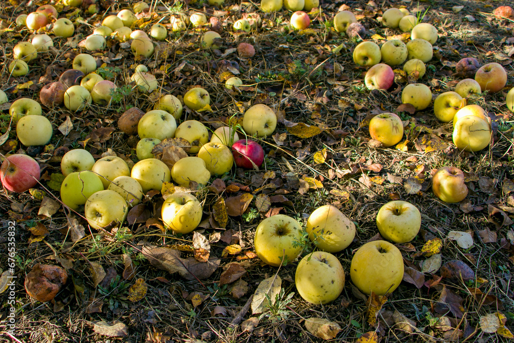 Apples fell from the tree. There are a lot of apples under the apple ...