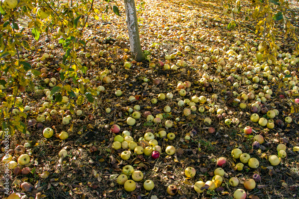Apples fell from the tree. There are a lot of apples under the apple ...