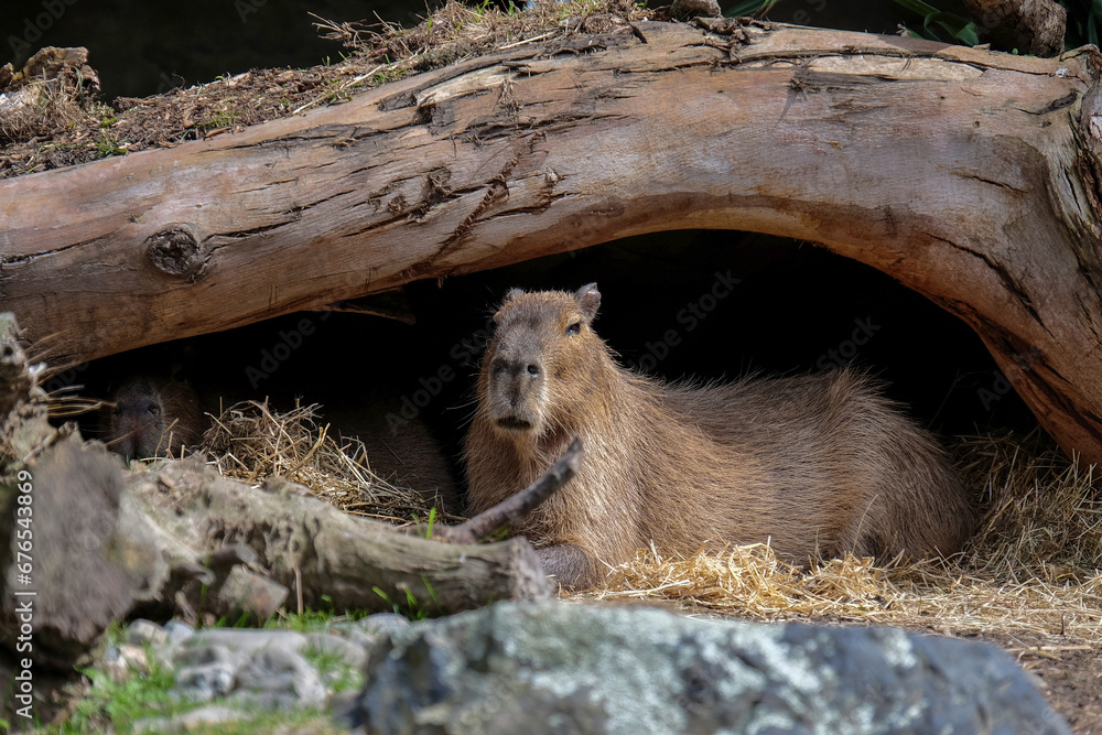 An adult Capybara relaxing under a fallen tree in its enclosure at ...