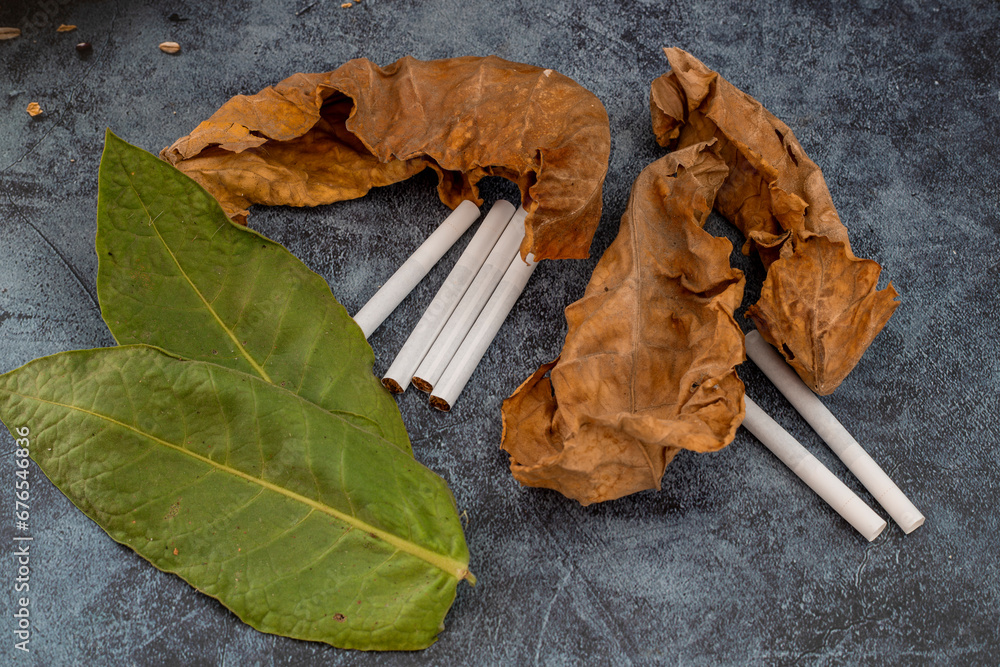 Dried tobacco leaf, fresh tobacco leaf and cigarettes close-up; fine ...