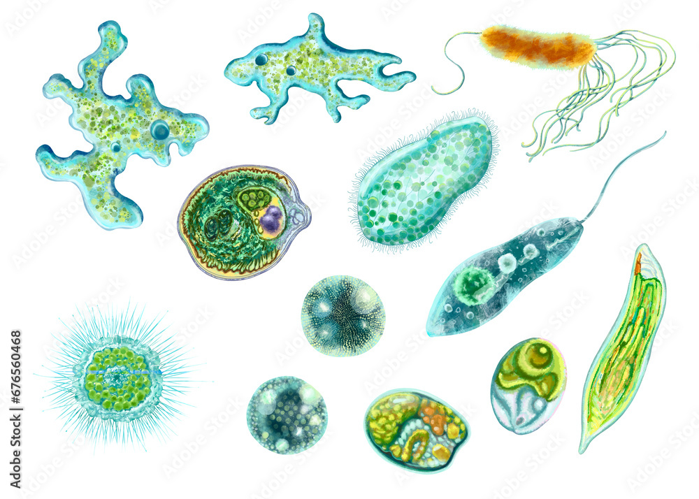 Unicellular protozoa. Set of illustration of a single cell bacterium ...