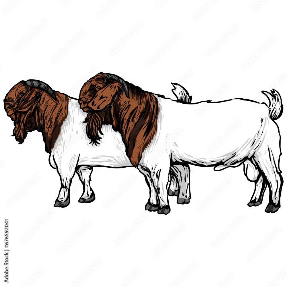 Buck's Boer Goat Vector Stock Stock Vector | Adobe Stock