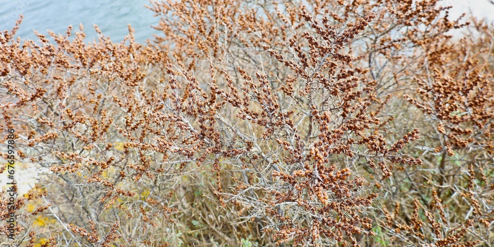 Myrica gale, sweetgale, sweet willow, myrtle, dutch myrtle, deciduous ...