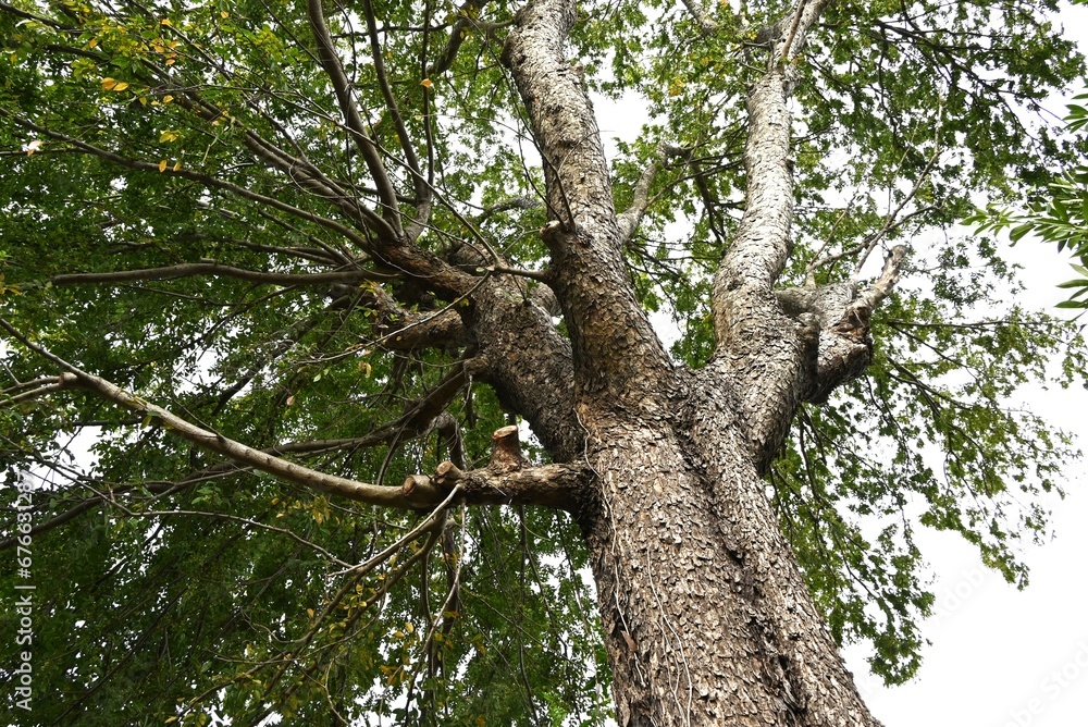 Lace bark elm / Chinese elm ( Ulmus parvifolia ) fruits ( Samara ...