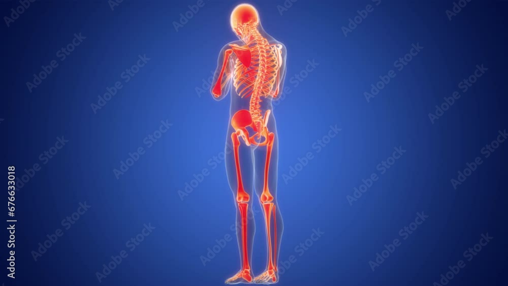 Human Skeleton System Bone Joints Anatomy Animation Concept Stock Video ...
