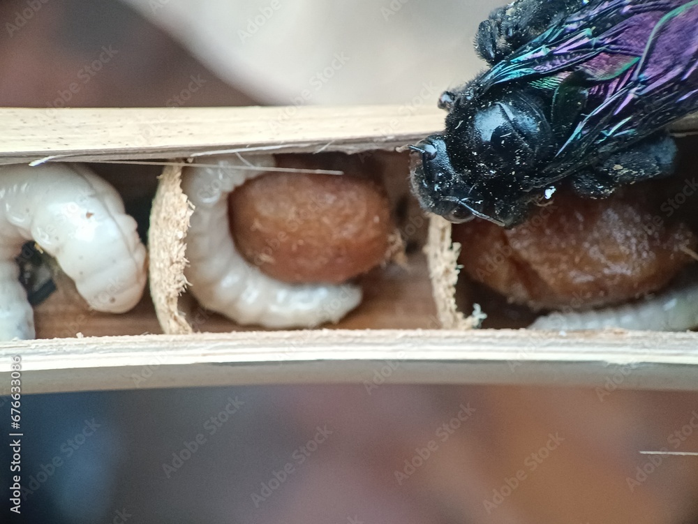 Poster Carpenter Bees And Larvae In Their Nests Wall Art Ukposters