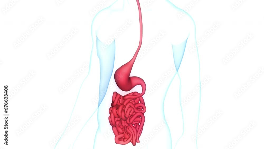 Human Digestive System Stomach with Small Intestine Anatomy Animation ...