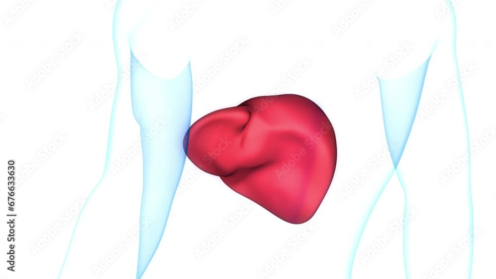 Human Internal Digestive Organ Liver Anatomy Animation Concept Stock ...