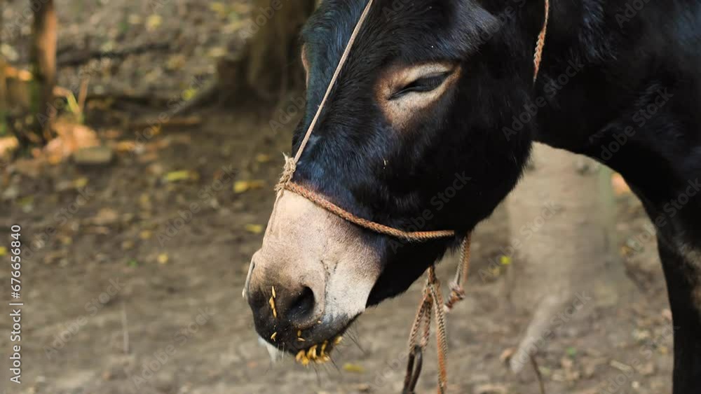 Close-up of a donkey's face covered with food and drool. Drool is ...