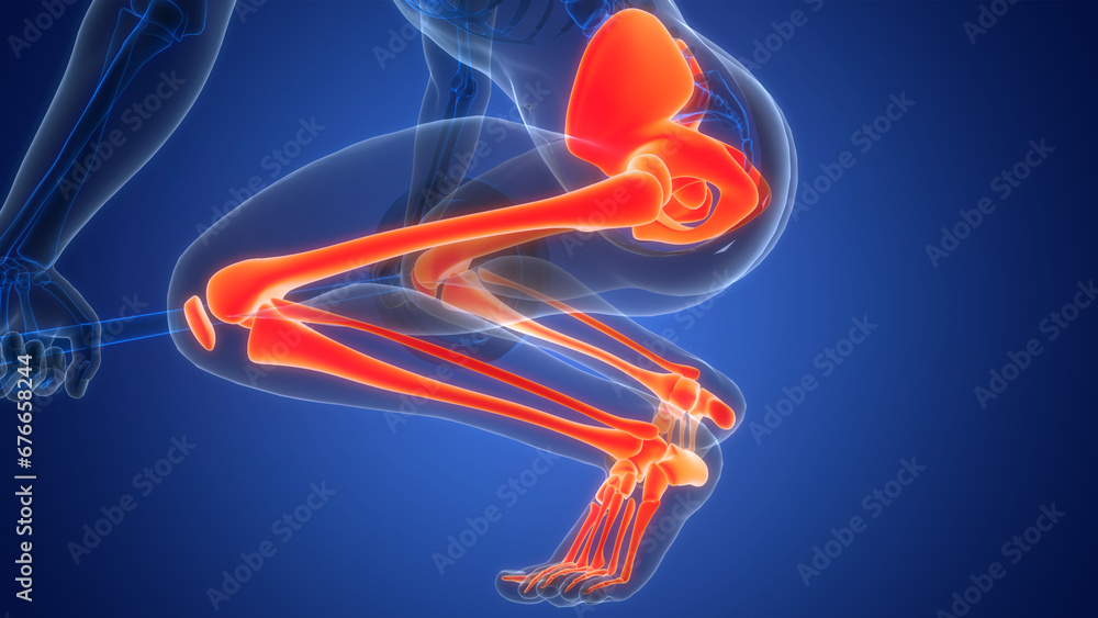 Human Skeleton System Lower Limbs Bone Joints Anatomy Stock ...
