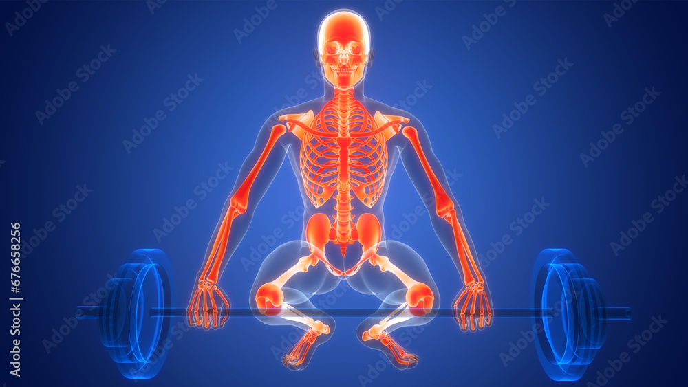 Human Skeleton System Bone Joints Anatomy Stock Illustration | Adobe Stock