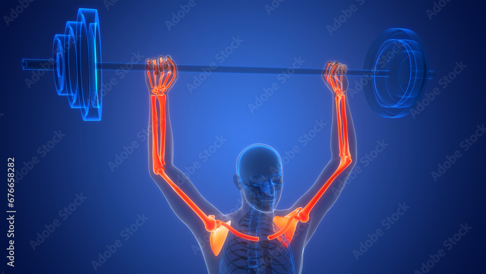 Human Skeleton System Upper Limbs Bone Joints Anatomy Stock ...