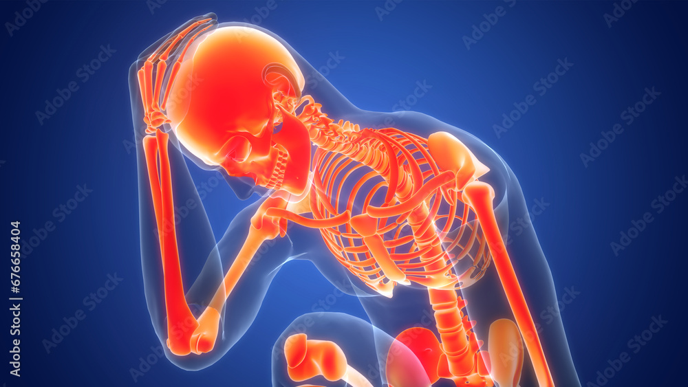 Human Skeleton System Pain in Bone Joints Anatomy Stock-Illustration ...