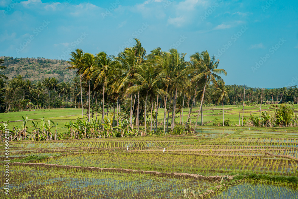 Rice fields in rural Indonesia. A hot afternoon in the middle of green ...