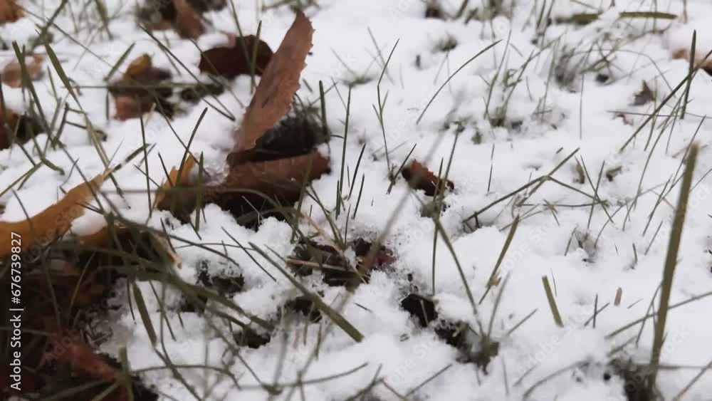 Close-up texture of snow covering ground with fall leaves. Winter ...
