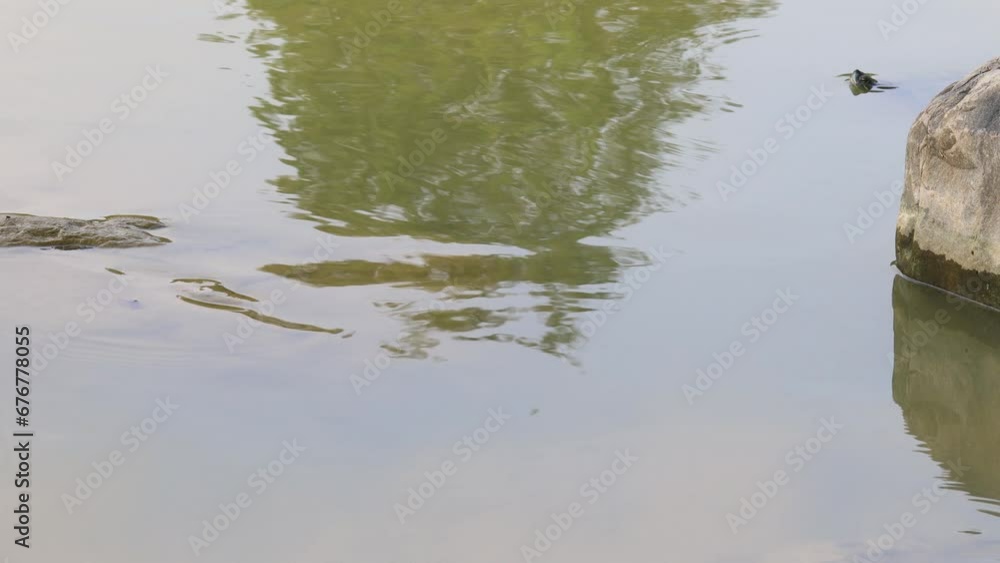 Turtle swimming in the pool. Rippling waves and like a turtle playing ...