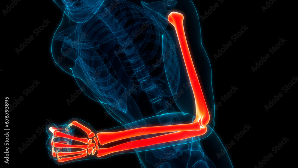 Human Skeleton System Hand Bone Joints Anatomy Stock Illustration ...