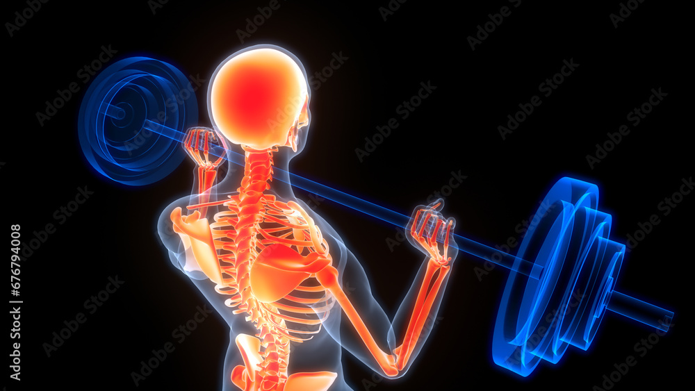 Human Skeleton System Bone Joints Anatomy Stock Illustration | Adobe Stock