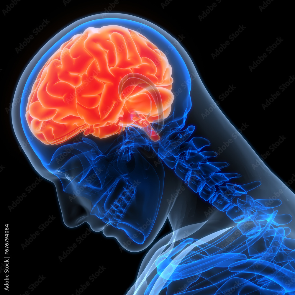 Central Organ of Human Nervous System Brain Anatomy Stock Illustration ...