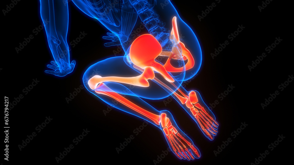 Human Skeleton System Lower Limbs Bone Joints Anatomy Stock ...