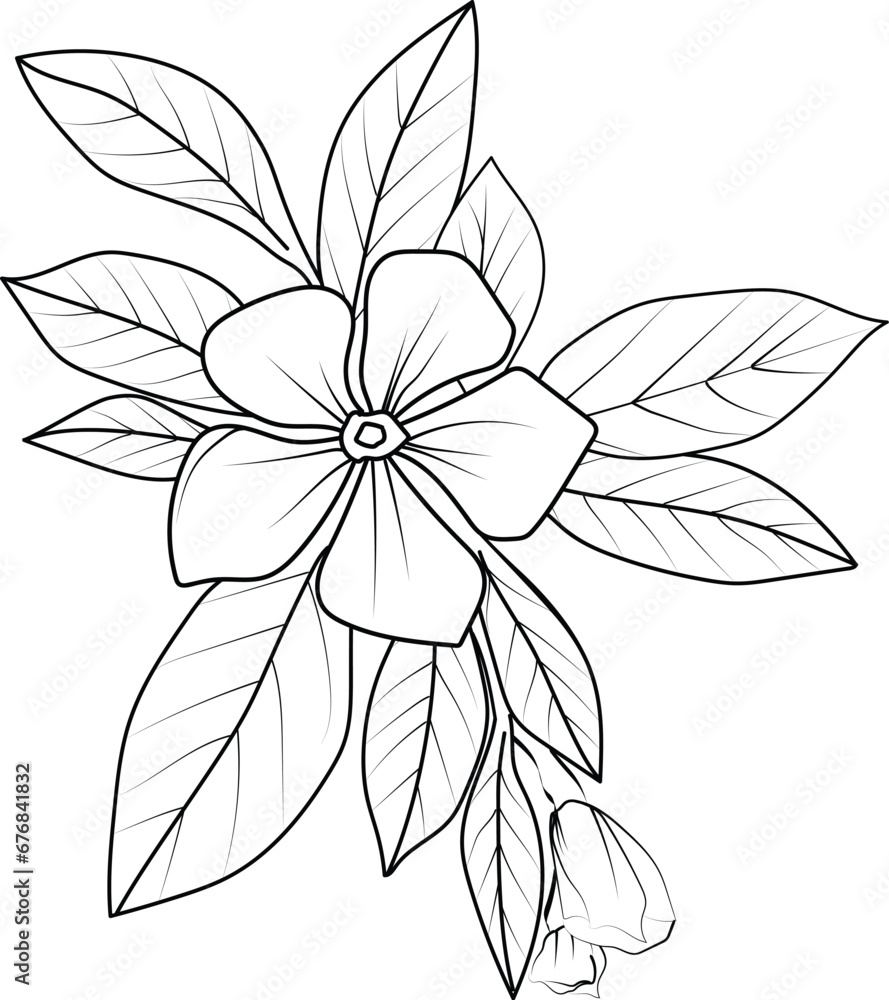 periwinkle flower sketch, clip art minimalist periwinkle flower outline ...