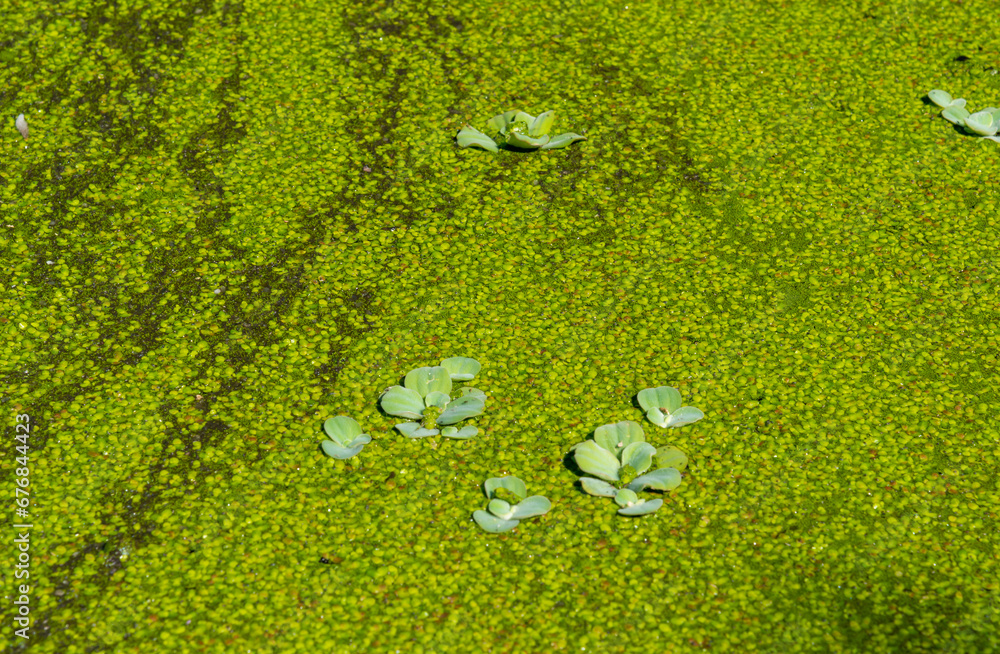 Pistia stratiotes - swims among aquatic plants rootless duckweed ...